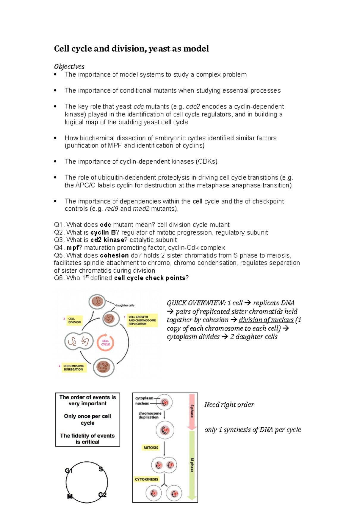 Cell cycle - cdc2 encodes a cyclin-dependent kinase) played in the ...