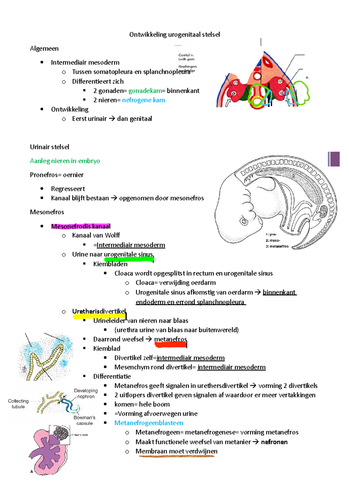 Ontwikkeling urogenitaal stelsel - Ontwikkeling urogenitaal stelsel ...