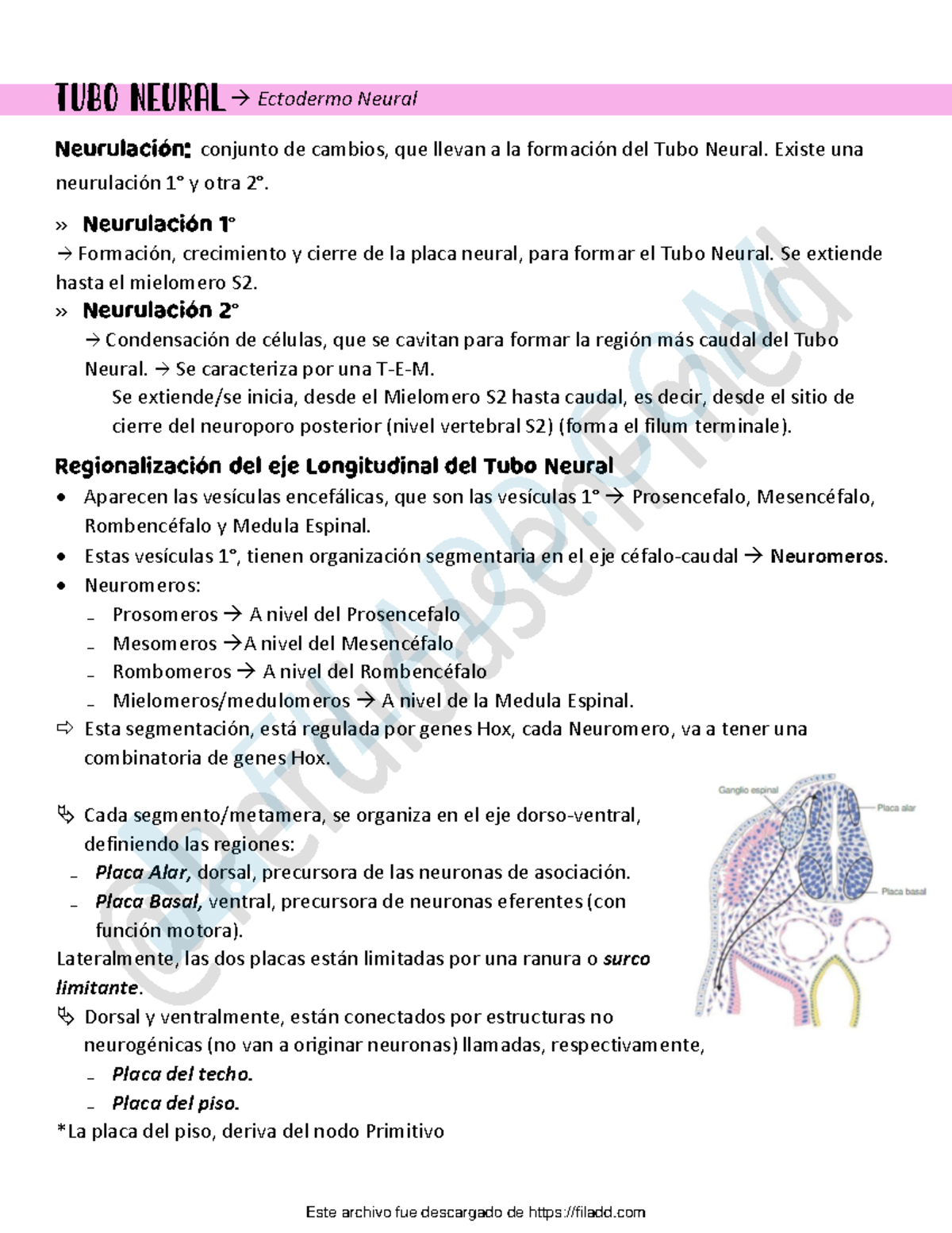 Resumen de Sistema Nervioso central unidad 9 - → Ectodermo Neural ...