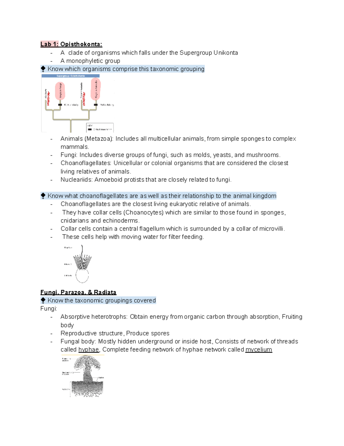 Bio 2 Lab - Bio 2 Lab Final exam study guide - Lab 1: Opisthokonta: - A ...