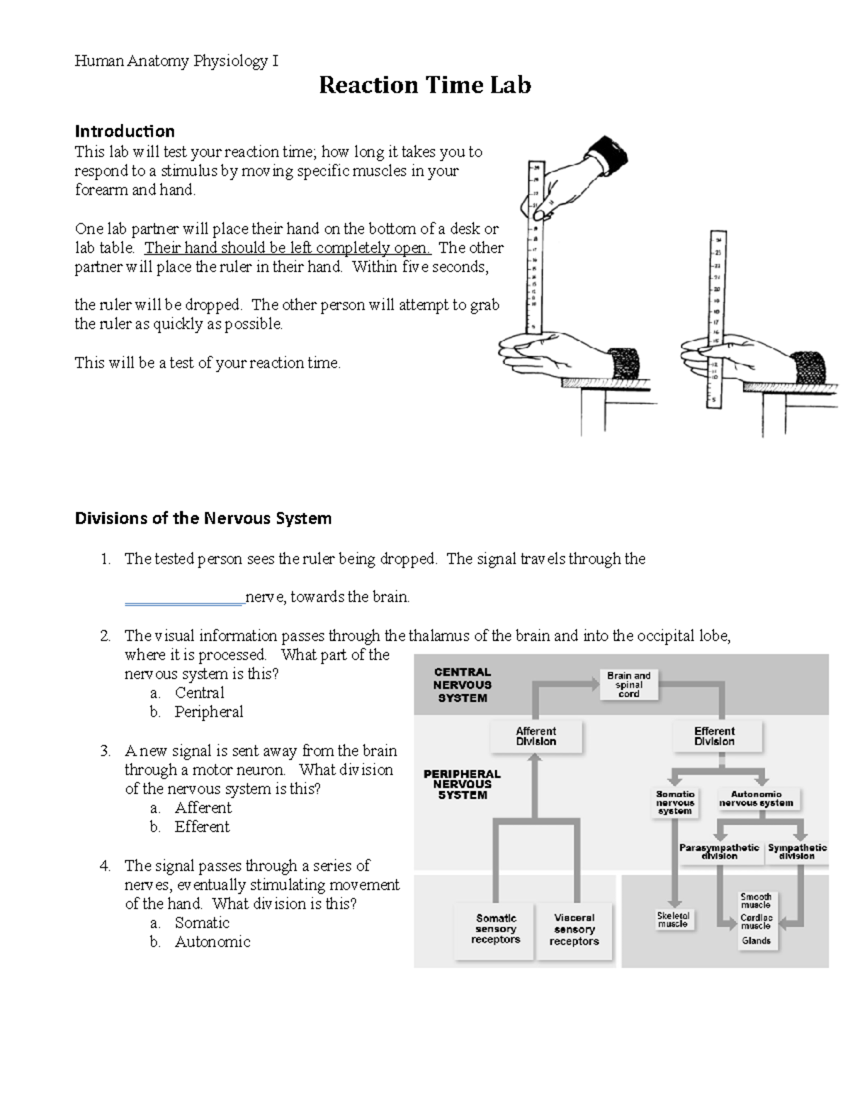 Reaction Time Lab - This is coursework for Human Anatomy Physiology I ...
