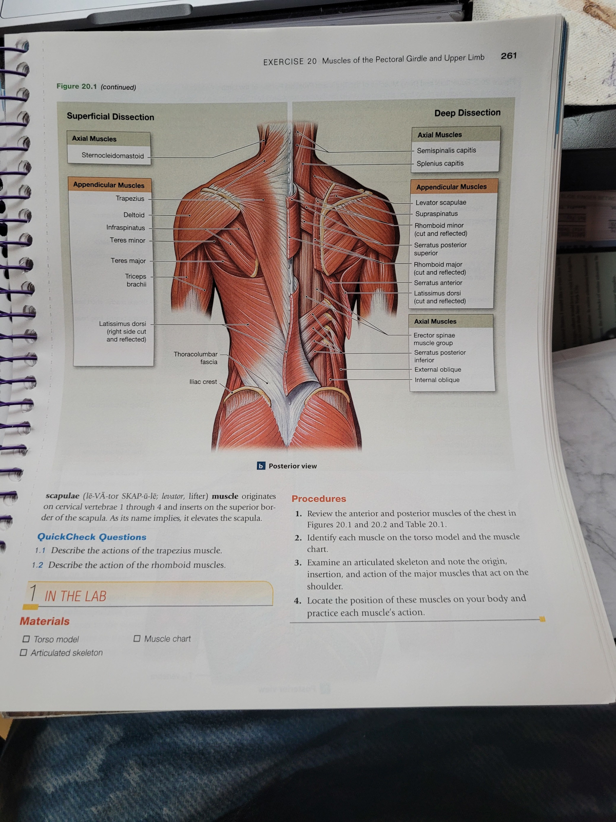 20230314 144817 - in this note it talks about the axial muscles and the ...