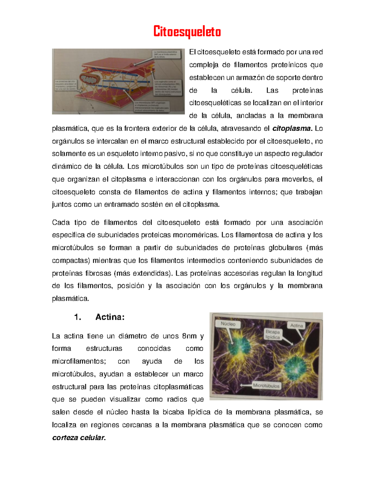 Citoesqueleto - Las proteínas citoesqueléticas se localizan en el ...