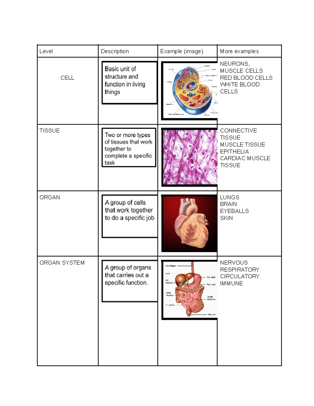Levels of Organization in Living Things - Level Description Example ...