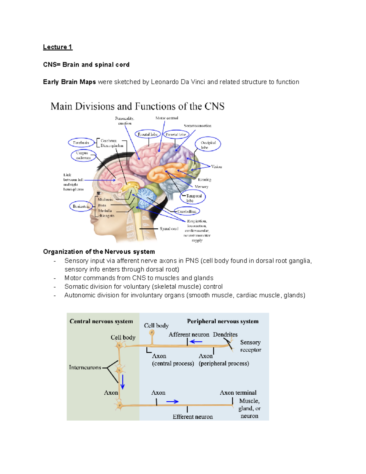 Physl 210A Central Nervous Sytem - Lecture 1 CNS= Brain and spinal cord ...