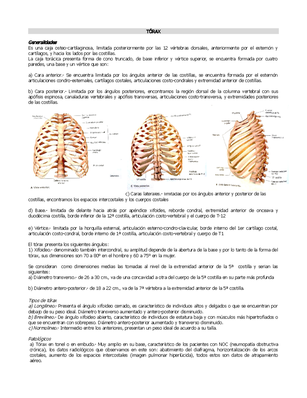 Tórax 2023 - JSNDKJSBFJKBDSKJFBDSKÑAFBKDJBKJFBFDSKJBKJDSABF - TÓRAX ...