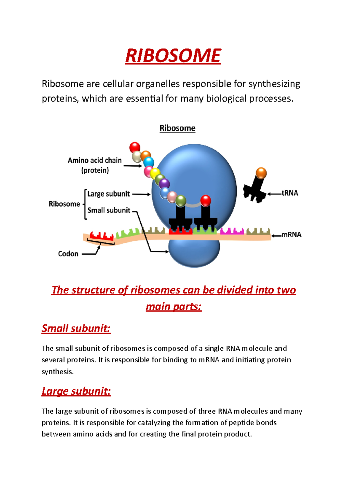Ribosome - RIBOSOME Ribosome are cellular organelles responsible for ...