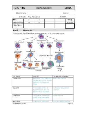 BIO 115 Exercise 05A Summer 2021 Circulatory System - BIO 115 Human ...