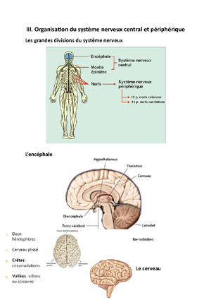 Le système nerveux I - Le système nerveux Introduction Système nerveux ...