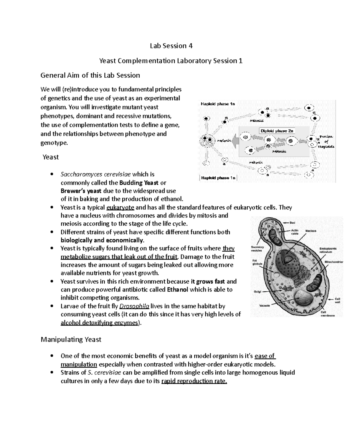 Lab Session 4 - You will investigate mutant yeast phenotypes, dominant ...