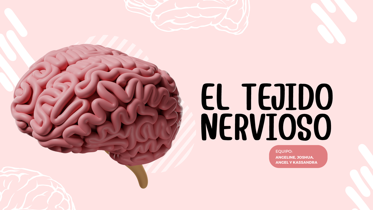 Tejido nervioso - EL TEJIDO NERVIOSO ANGELINE, JOSHUA, ANGEL Y ...