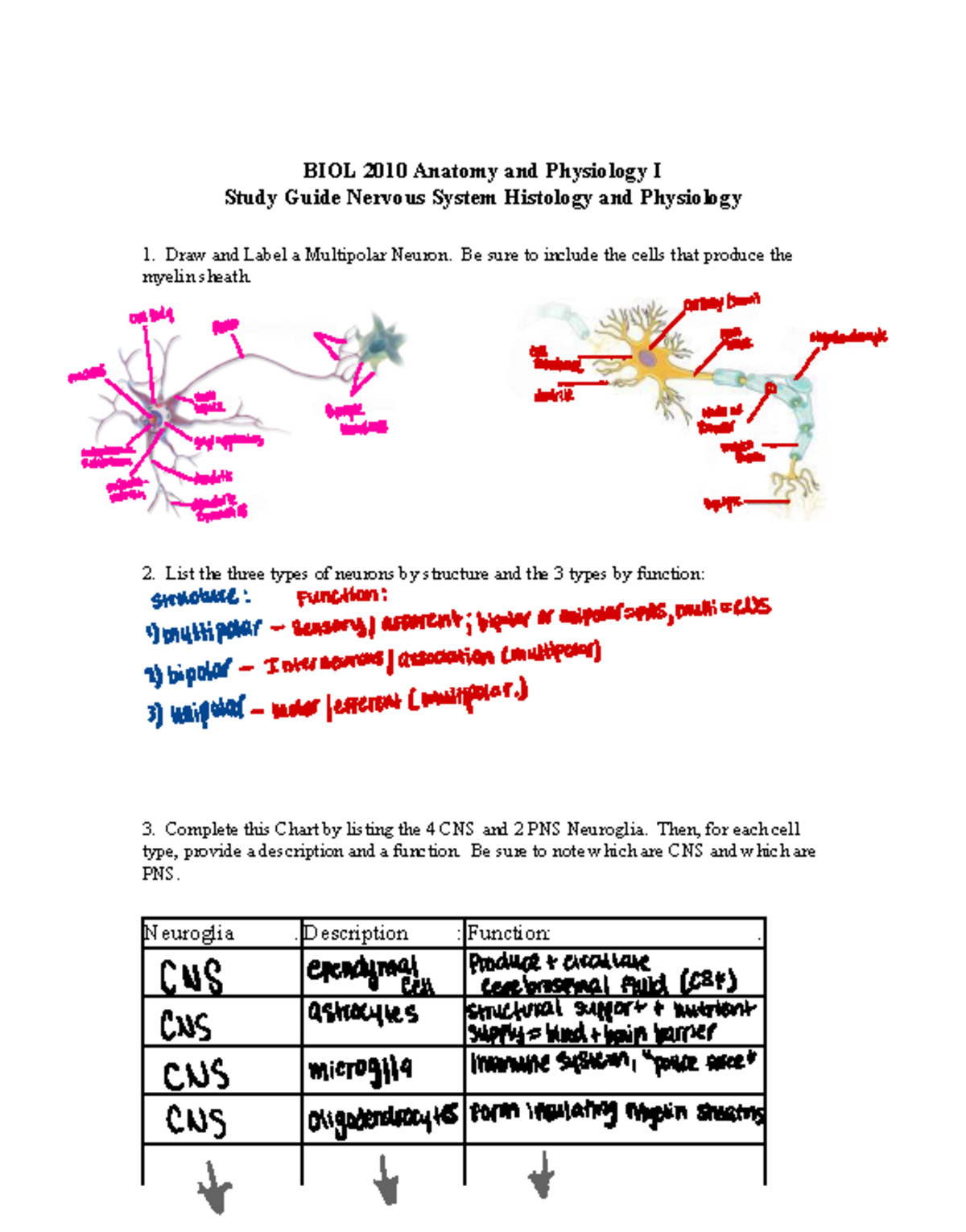 Study Guide Nervous Tissues and Histology - BIOL 2010 Anatomy and ...