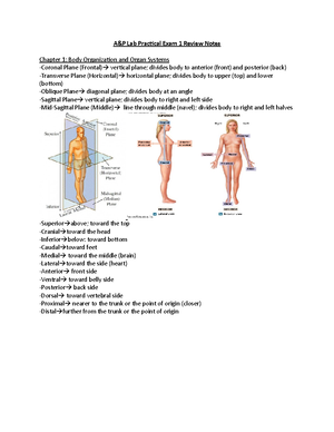 Anatomical Scavenger Hunt Lab - Studocu