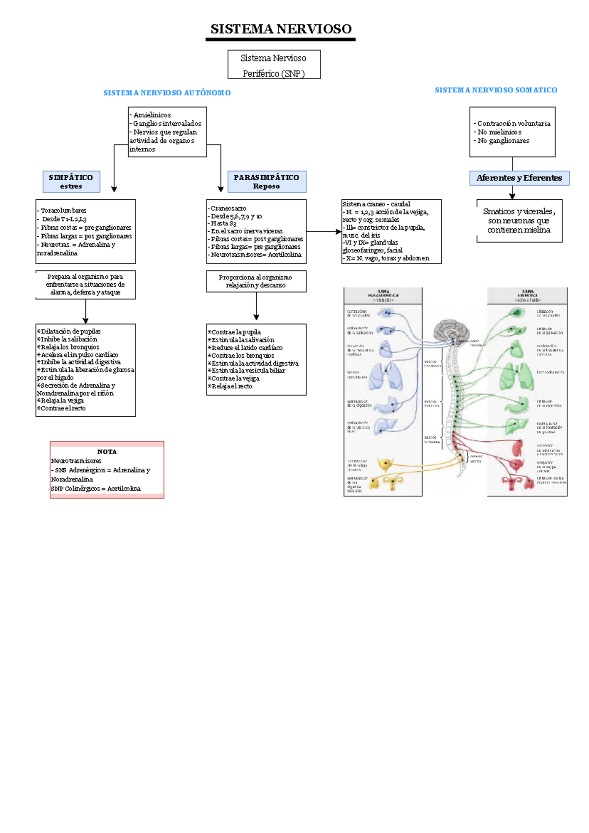 1 - resumen del capitulo 6 de rouviere del libro roiuviere tomo 3 ...