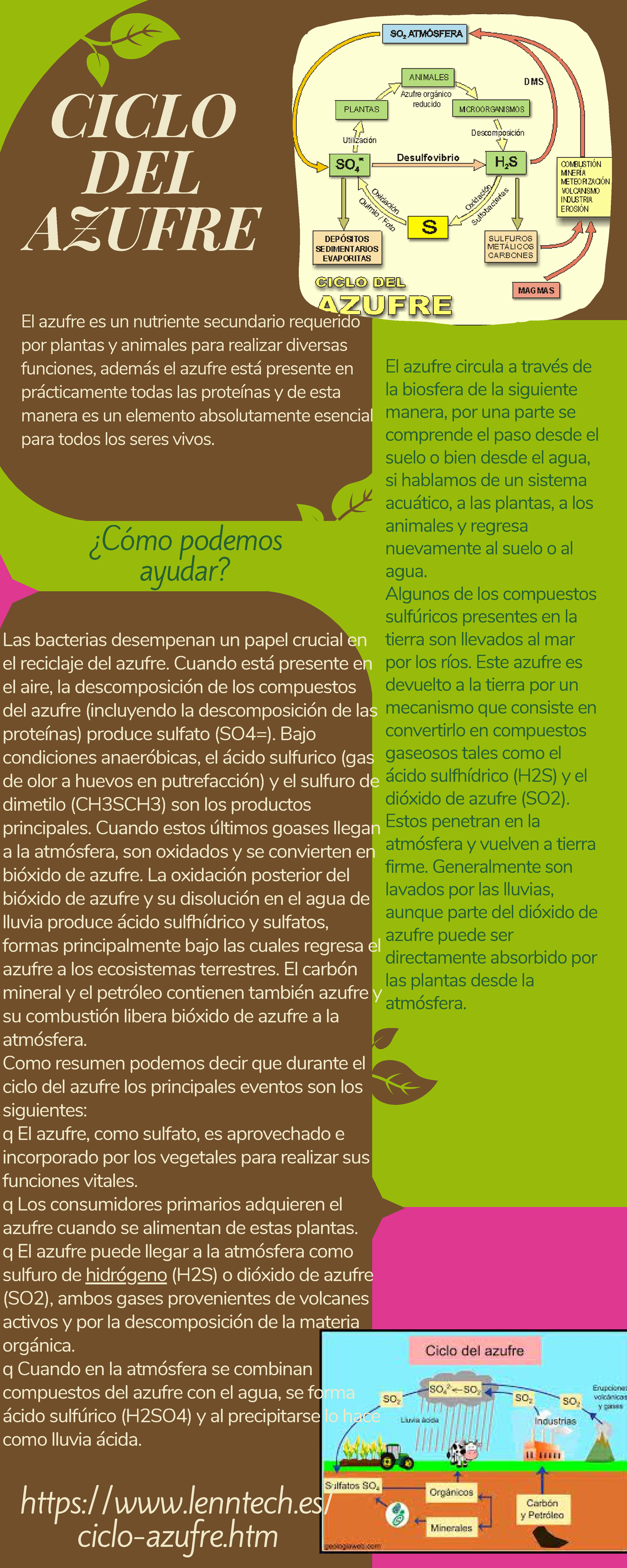 Ciclo DEL Azufre - CICLO DEL AZUFRE El azufre es un nutriente ...