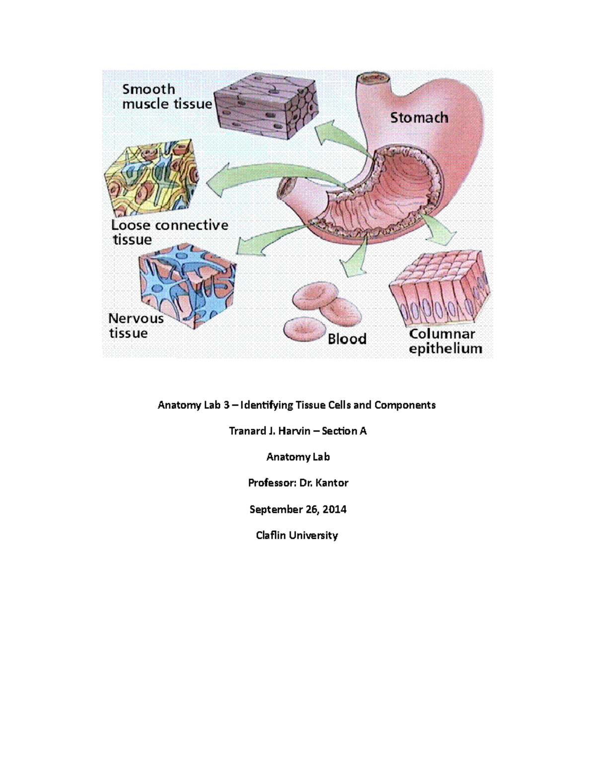 Anatomy Lab 3 - Assignment - Anatomy Lab 3 – Identifying Tissue Cells ...