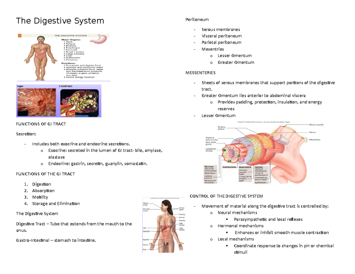 The Digestive System Medterm - The Digestive System FUNCTIONS OF GI ...