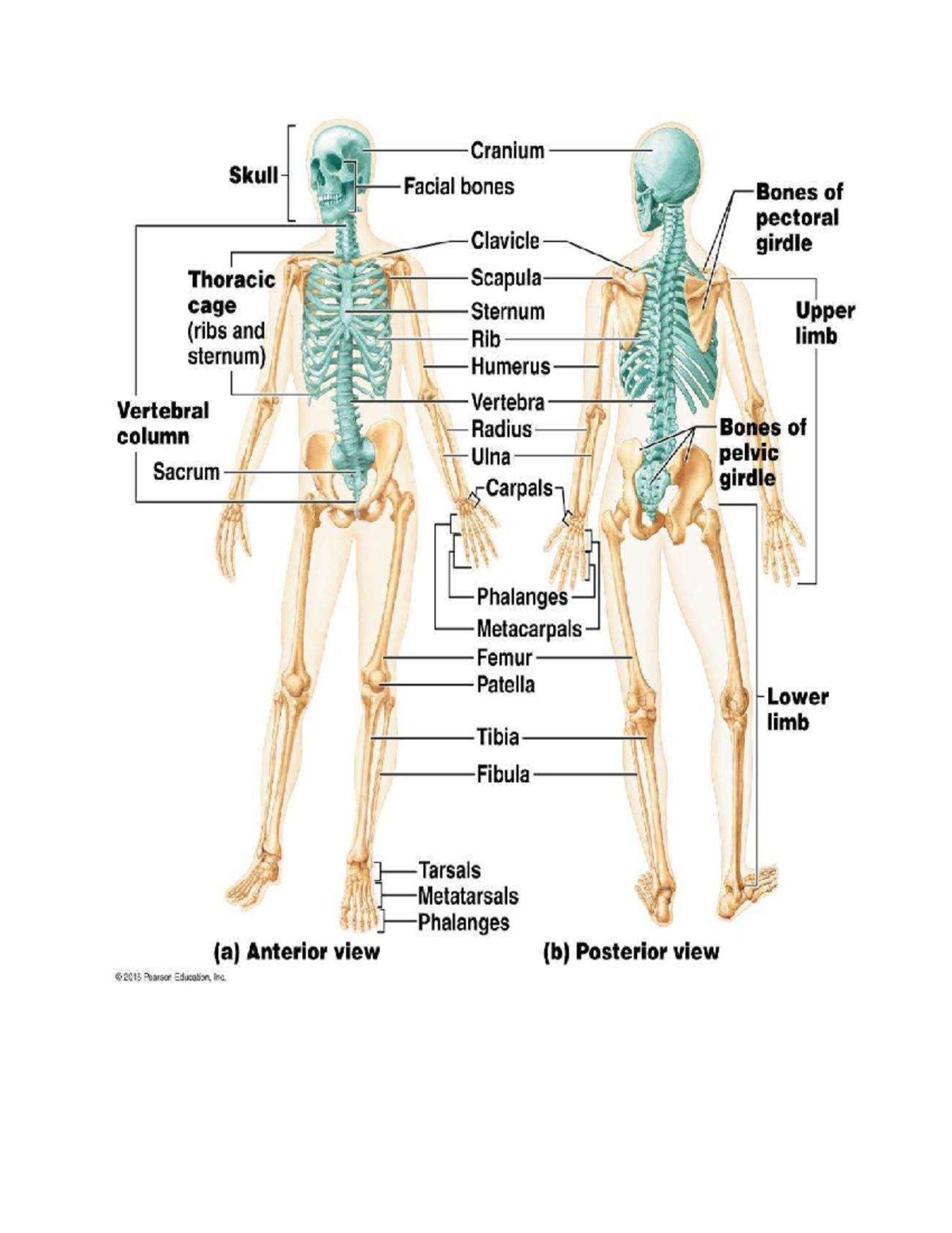 Bo - Important - Cranium Skull Facial bones Bones of pectoral Clavicle ...