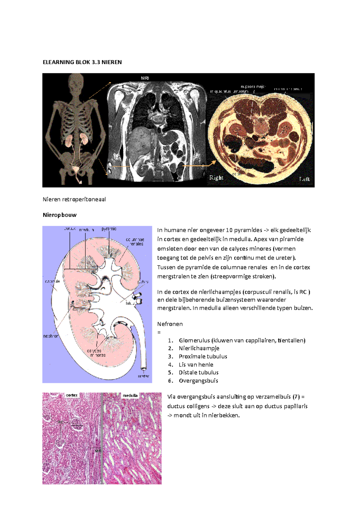 Elearning - ELEARNING BLOK 3 NIEREN Nieren retroperitoneaal Nieropbouw ...