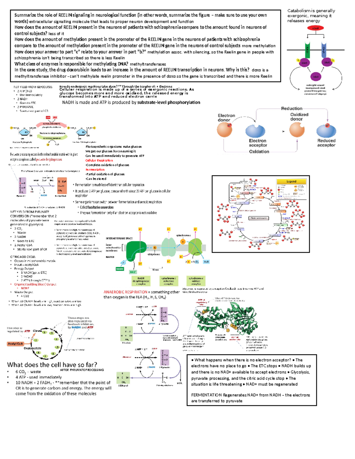 Exam #3 Cheat Sheet - Please illustrate the process of decarboxylation ...
