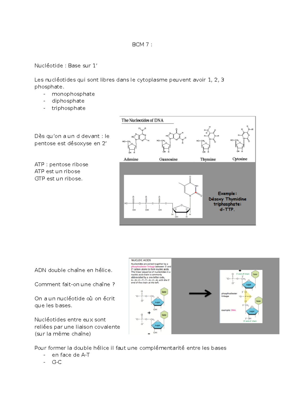 BCM 7 - Biologie cellulaire - BCM 7 : Nucléotide : Base sur 1’ Les ...