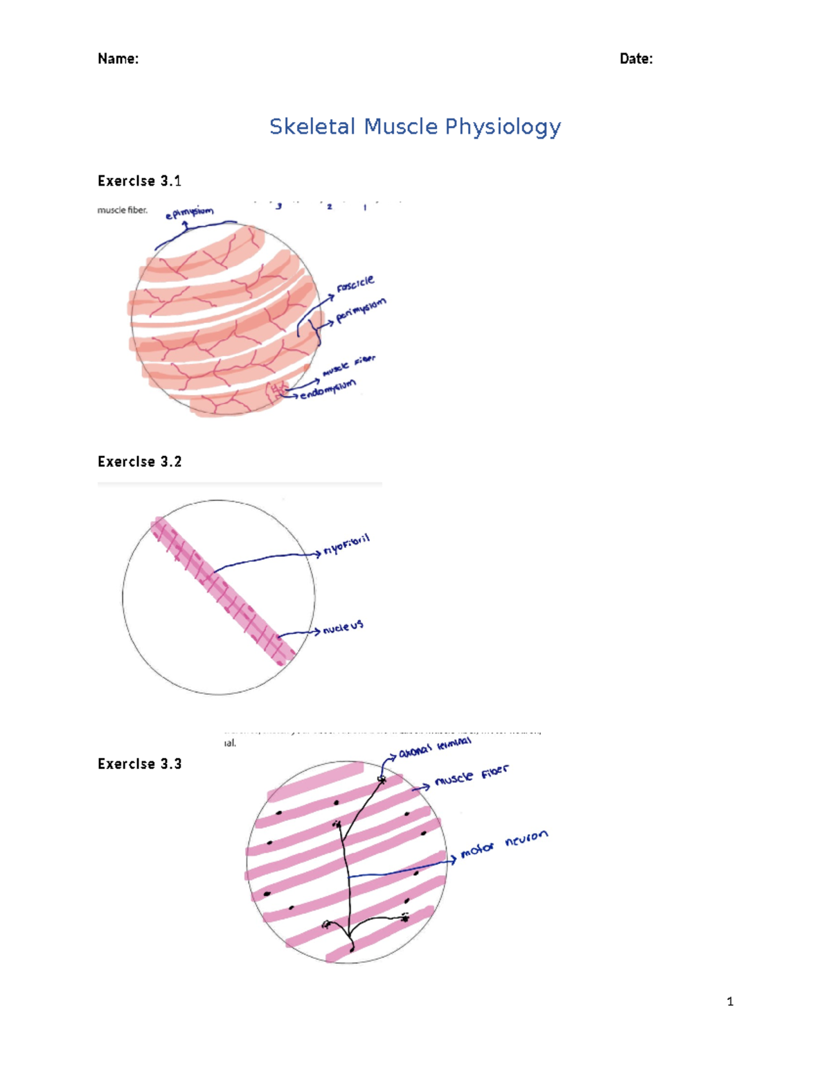 Skeletal Muscle Template - Skeletal Muscle Physiology Exercise 3 ...