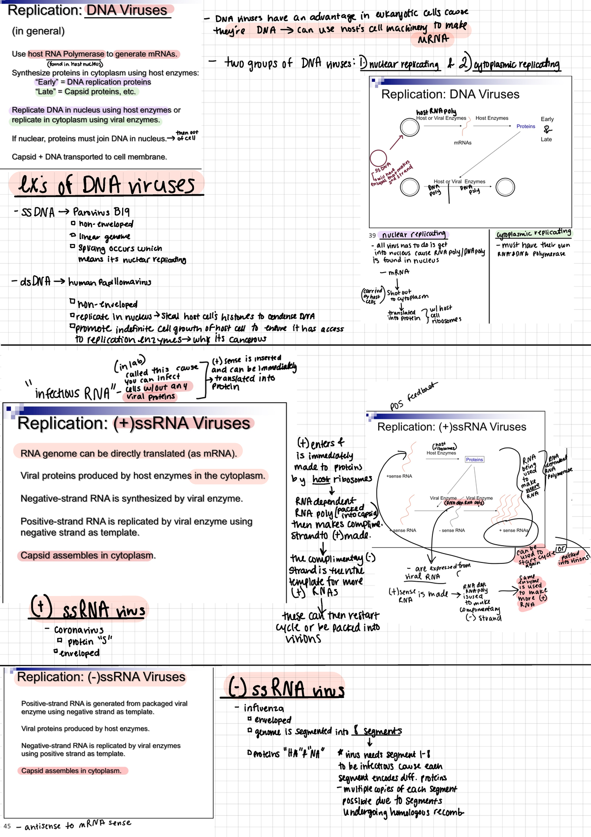 Key Points 5 - Review of entire course 5/7 - DNA viruses have an ...