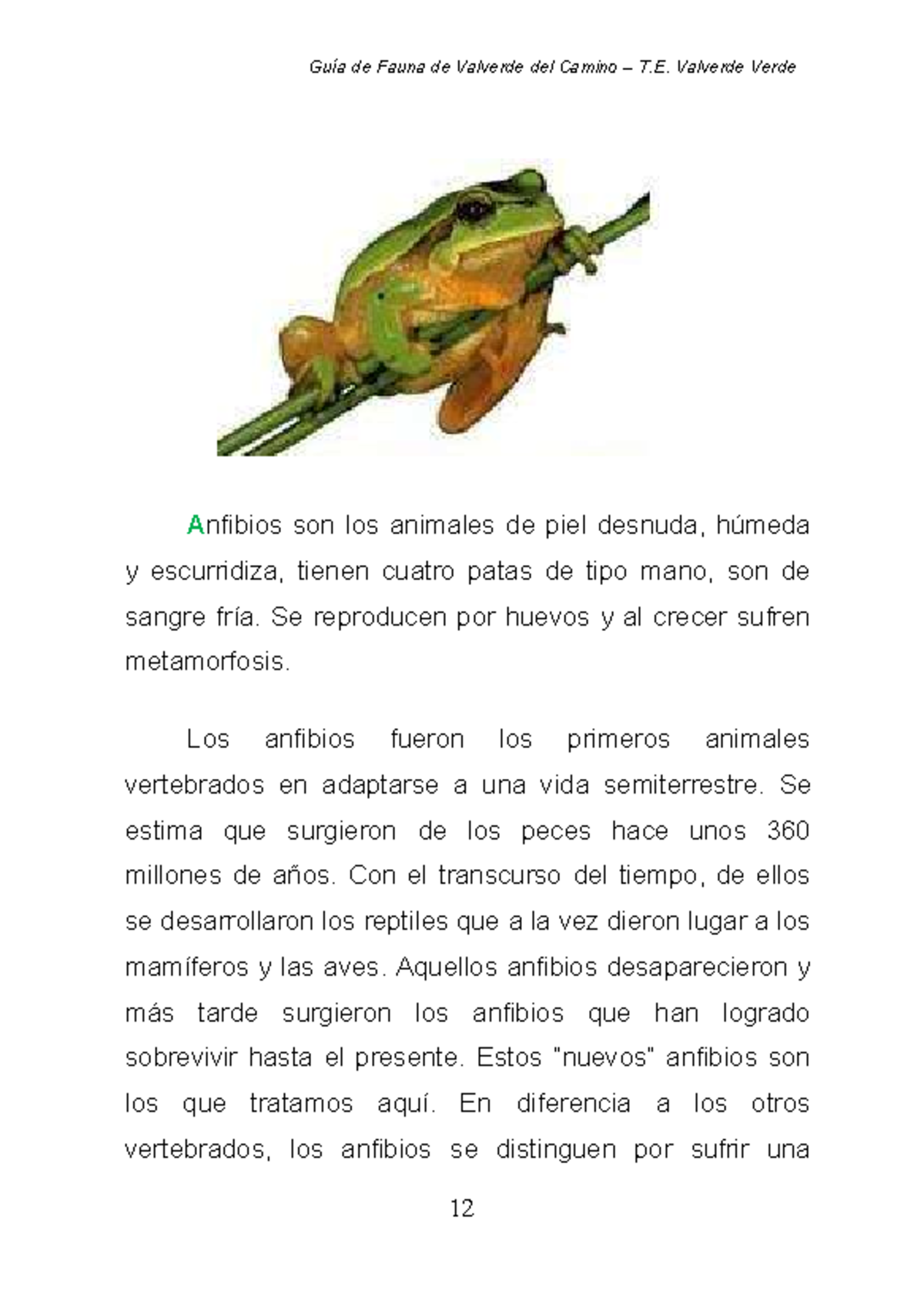 Anfibios - Animales - Anfibios son los animales de piel desnuda, húmeda ...