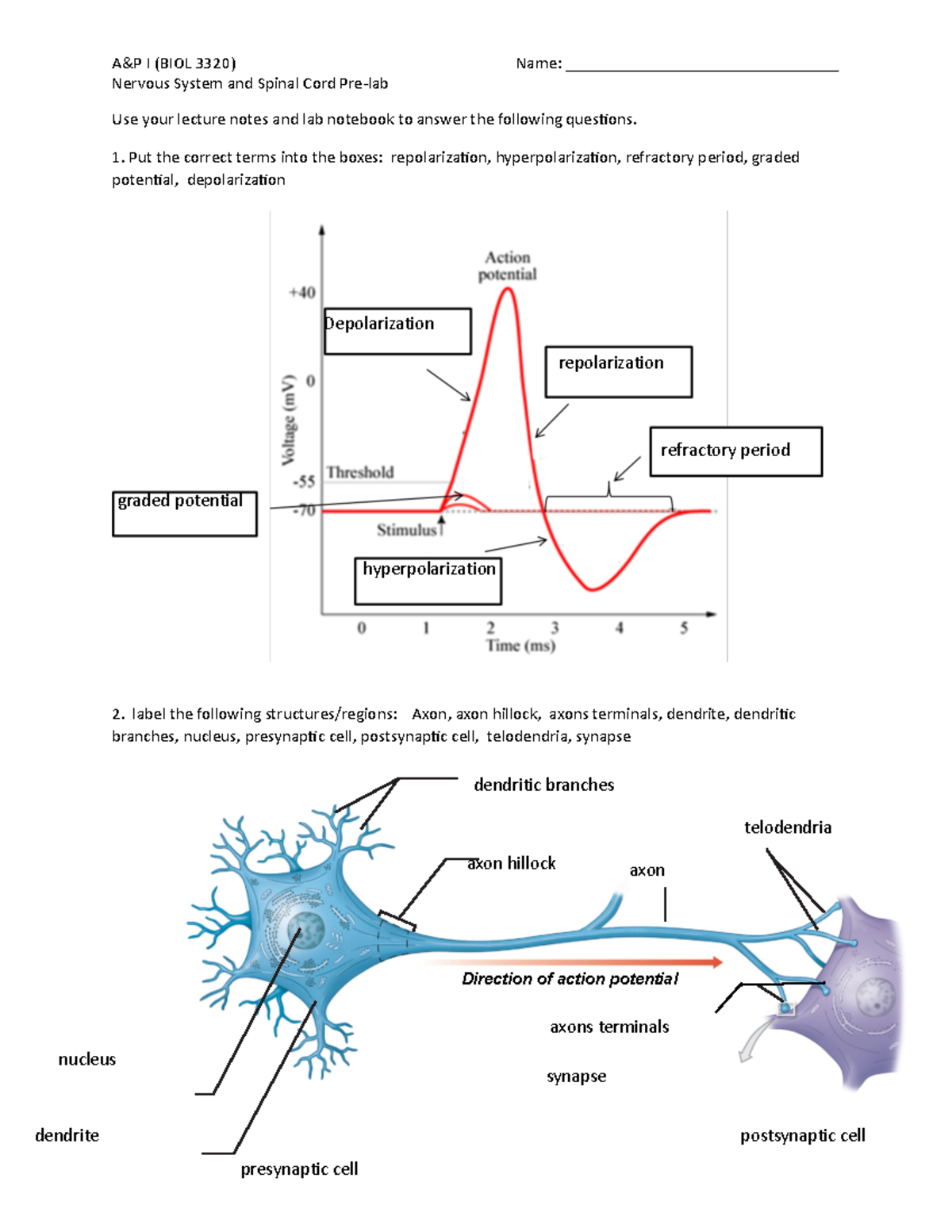 Lab 6 prelab - neuron and spinal nerves PDF - A&P I (BIOL 3320) Name ...