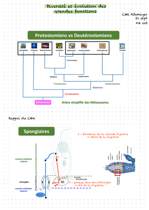 DEV Altemayer 3/5 - Mésoderme -> Triploblastiques - Symétrie bilatérale ...