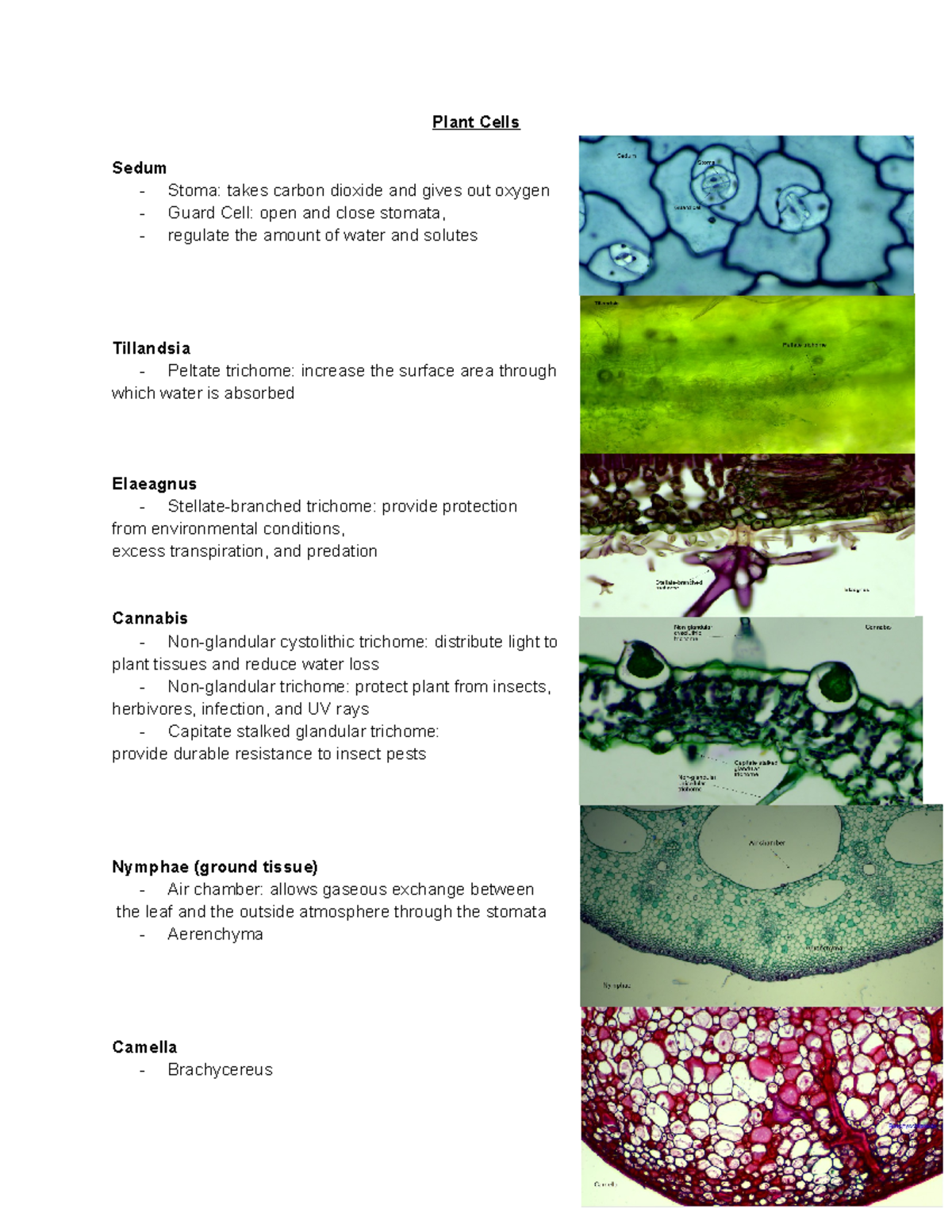 Lab Exam 3 Study Guide - Plant Cells Sedum - Stoma: takes carbon ...