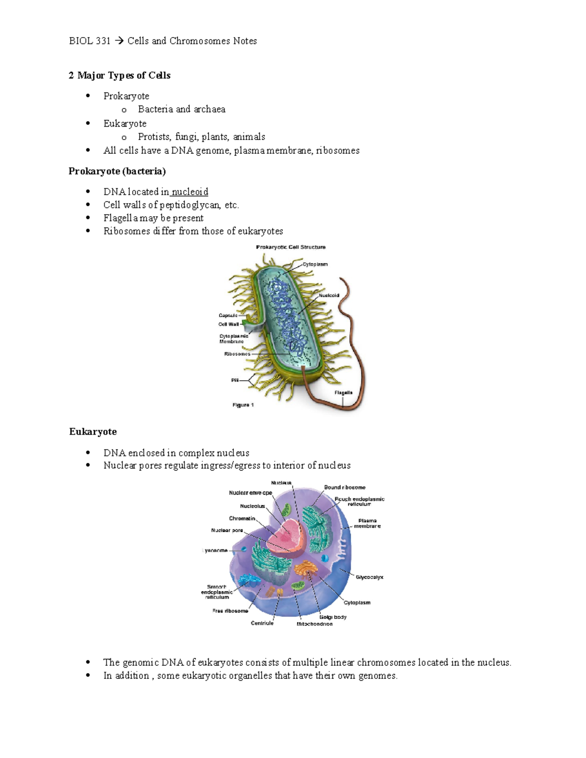 Cells and Chromosomes Notes - Flagella may be present Ribosomes differ ...
