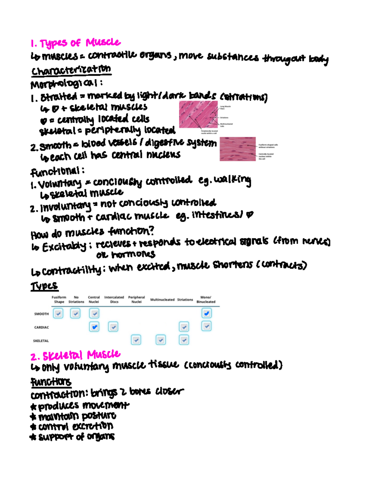 Module 3 anatomy - Types of Muscle ####### muscles s contractile organs ...