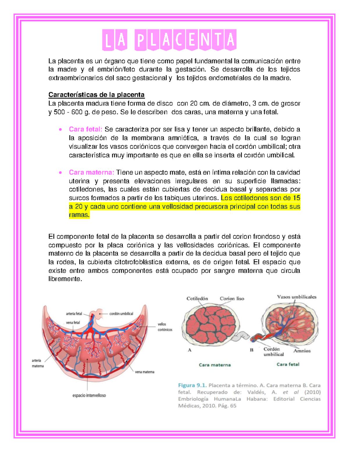 Placenta -Cara materna y fetal - La placenta es un órgano que tiene ...