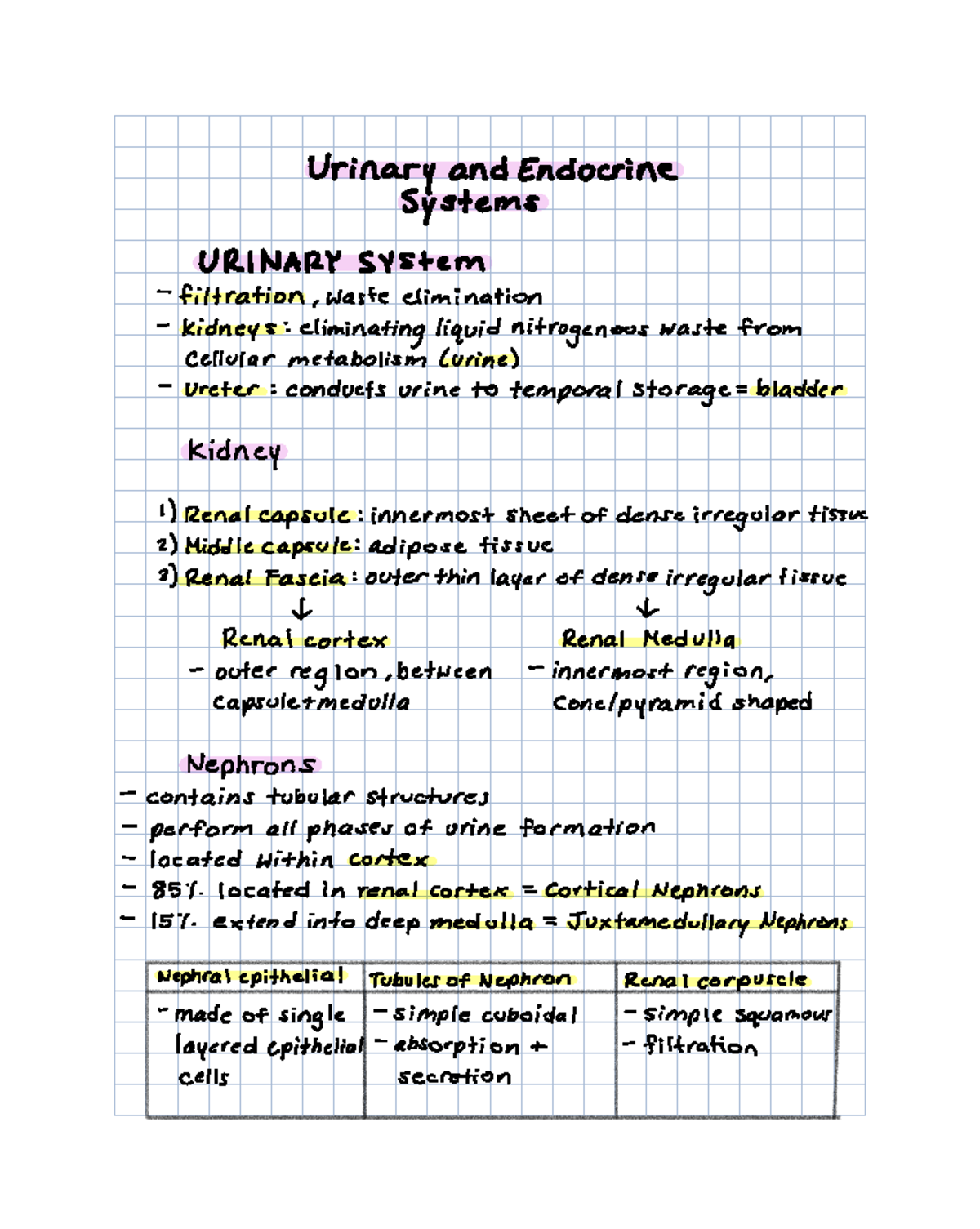 Lab 15- Urinary and Endocrine Systems - Urinary and Endocrine Systems ...