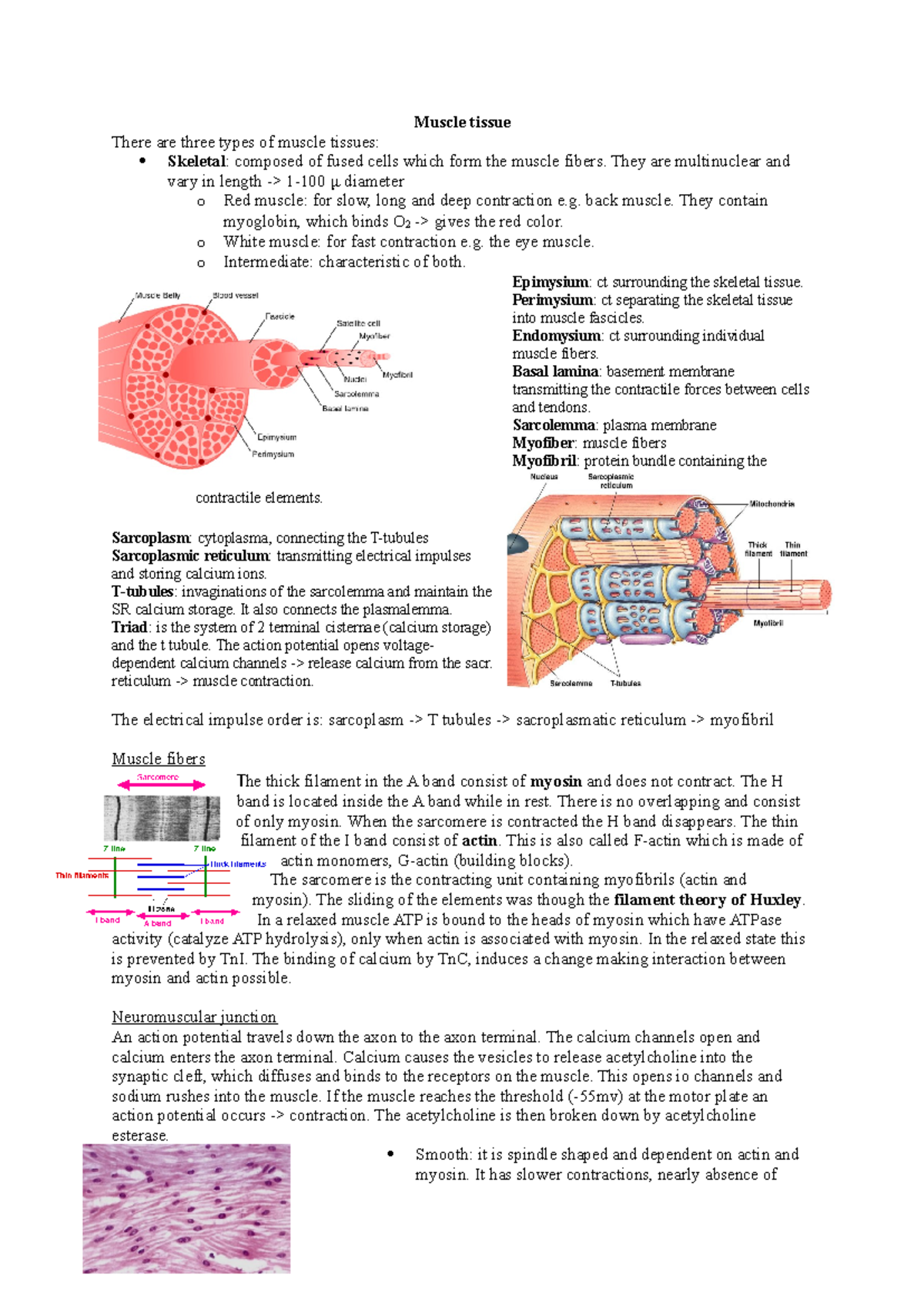 Muscle tissue - Samenvatting Histology - Muscle tissue There are three ...