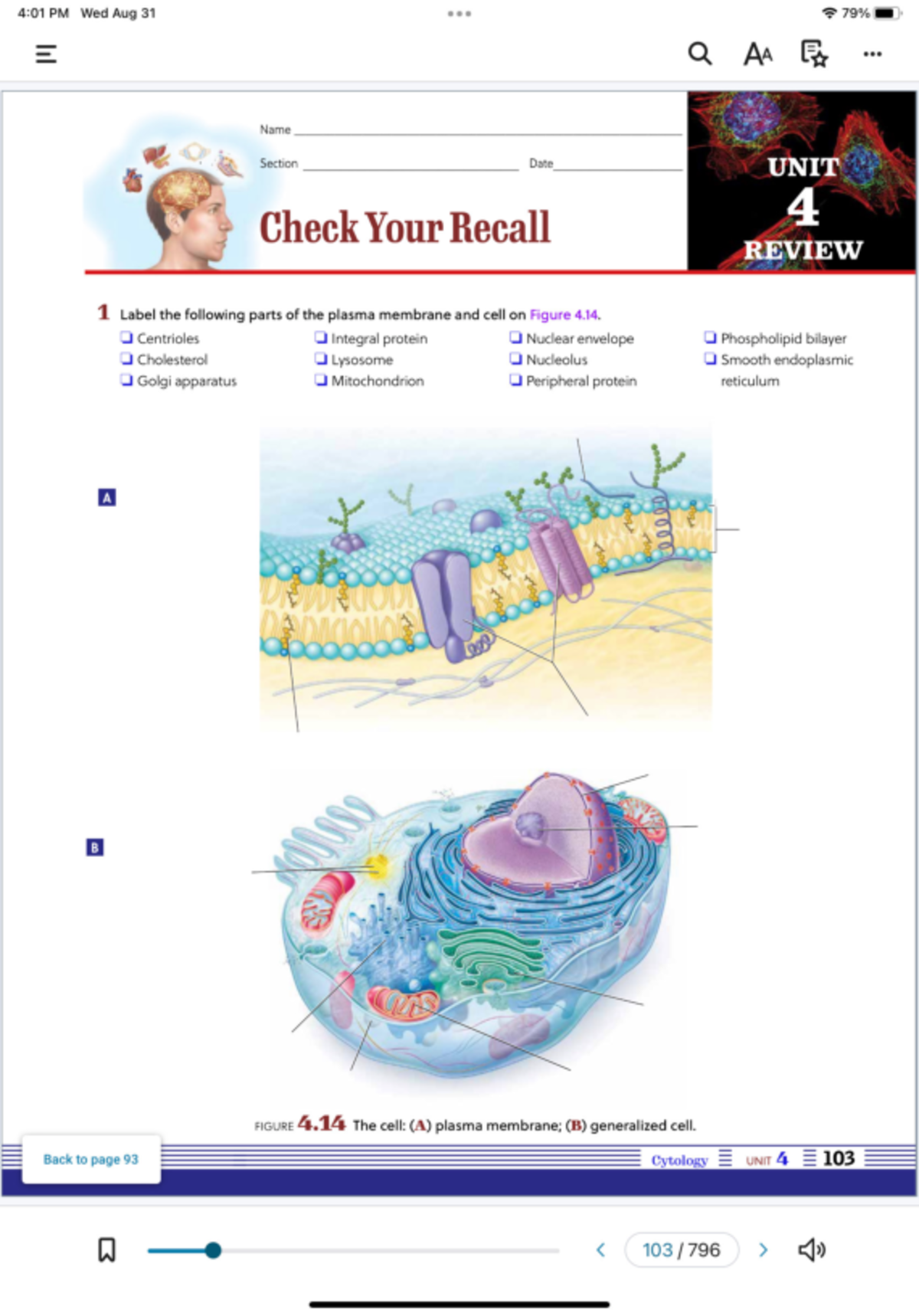 Cell Labeling Lab - BIOL-N217 - Studocu