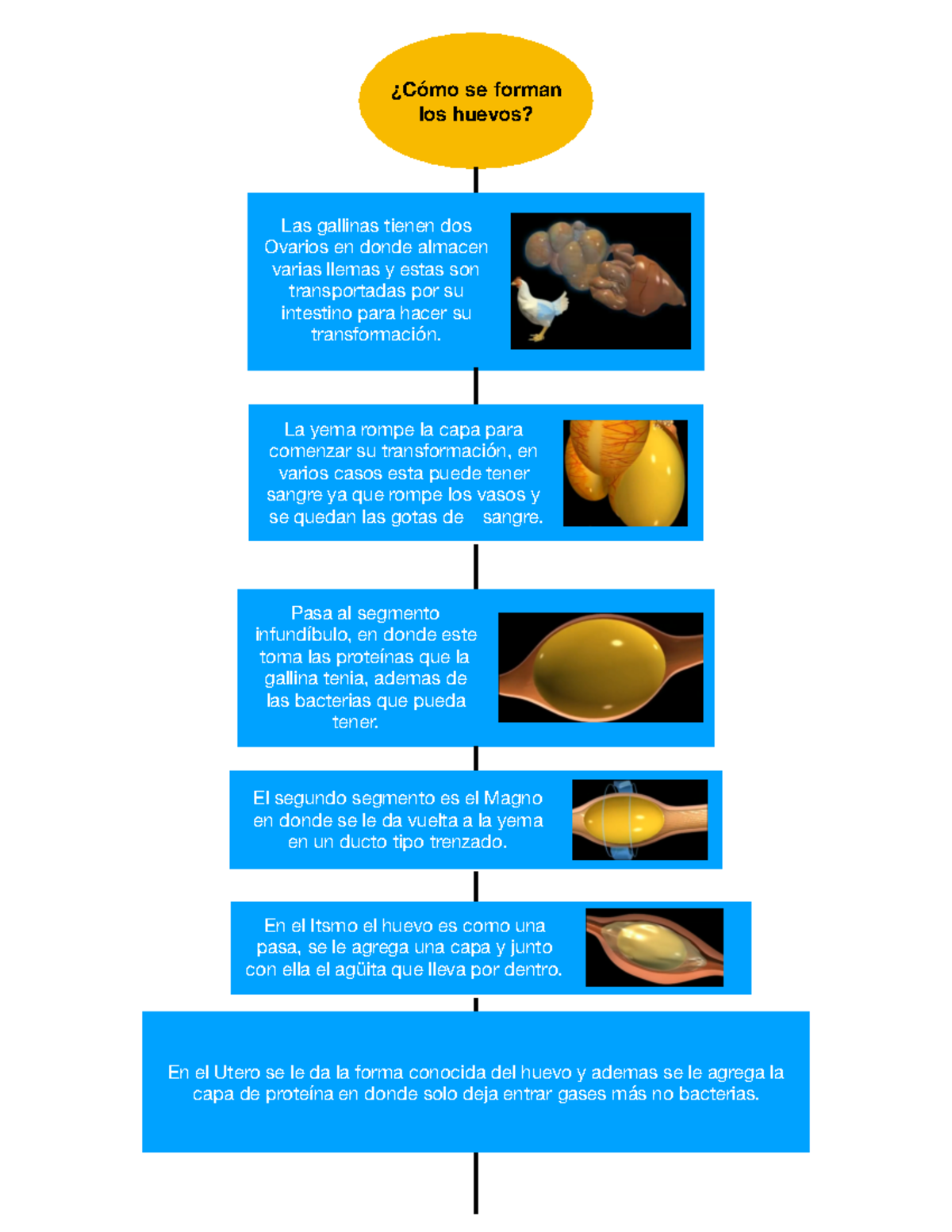 Diagrama del huevo - ¿Cómo se forman los huevos? Las gallinas tienen ...