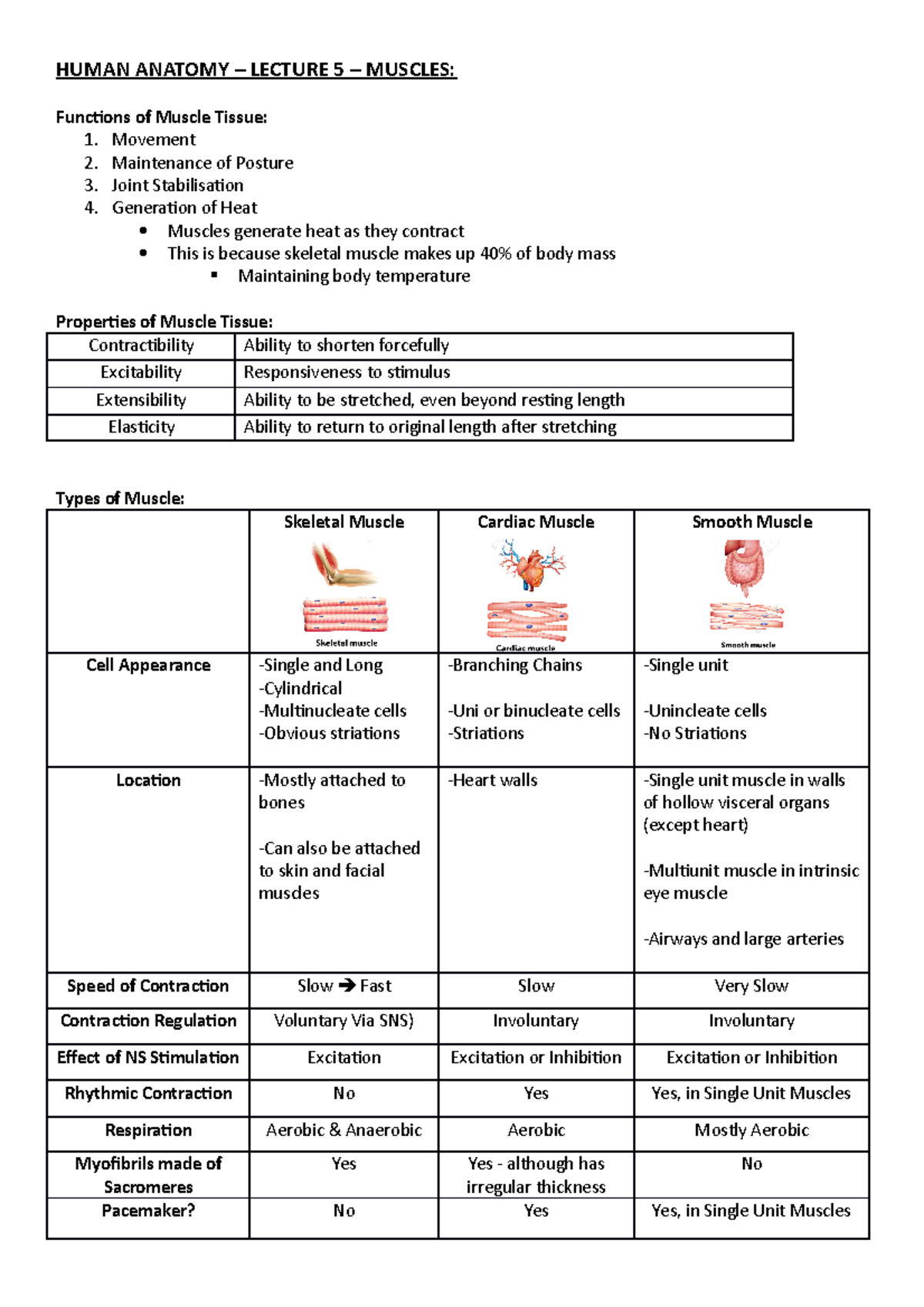 Human Anatomy – Lecture 5 – Muscles - HUMAN ANATOMY – LECTURE 5 ...