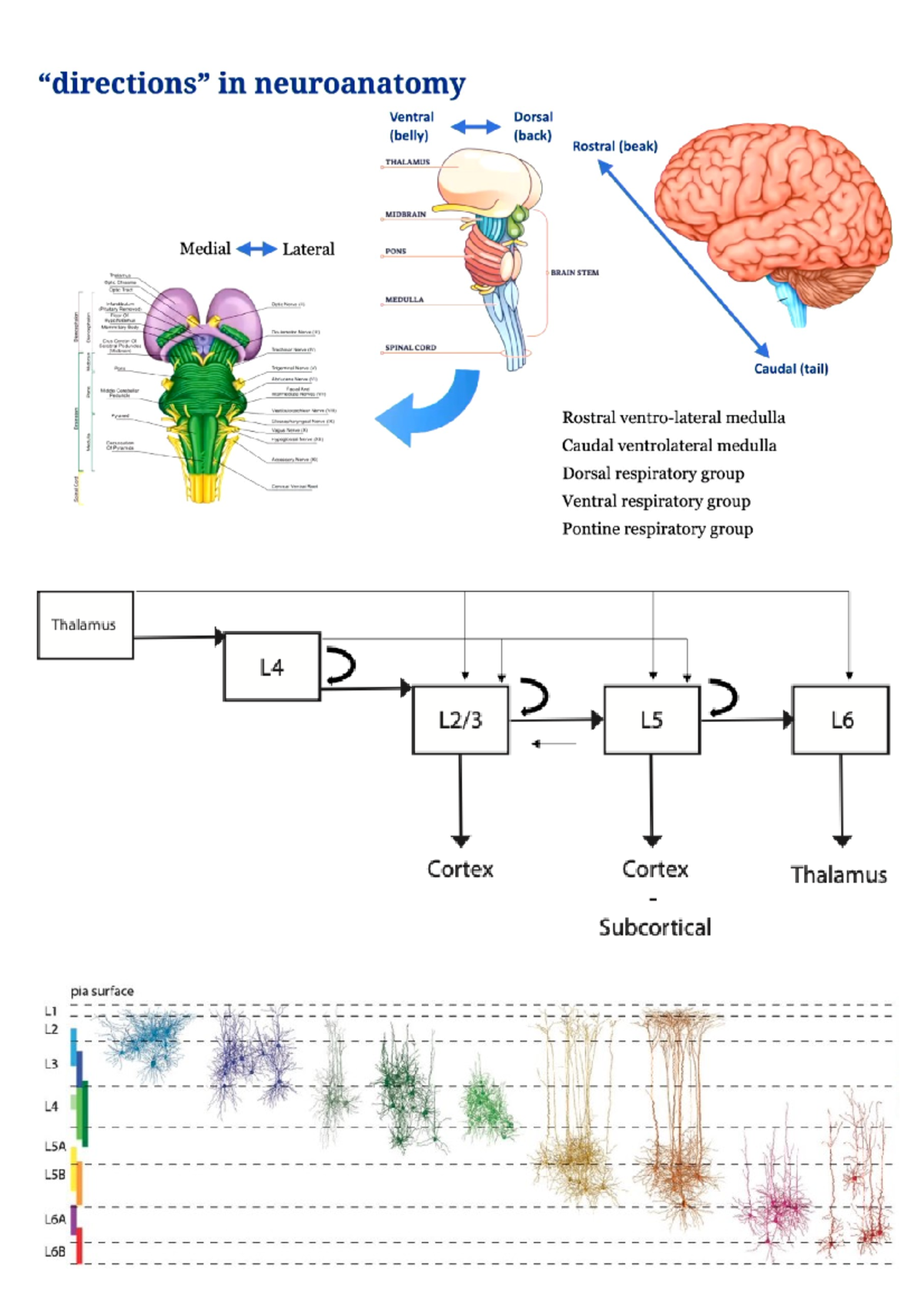 Diagrams - NEUR30002 - Studocu