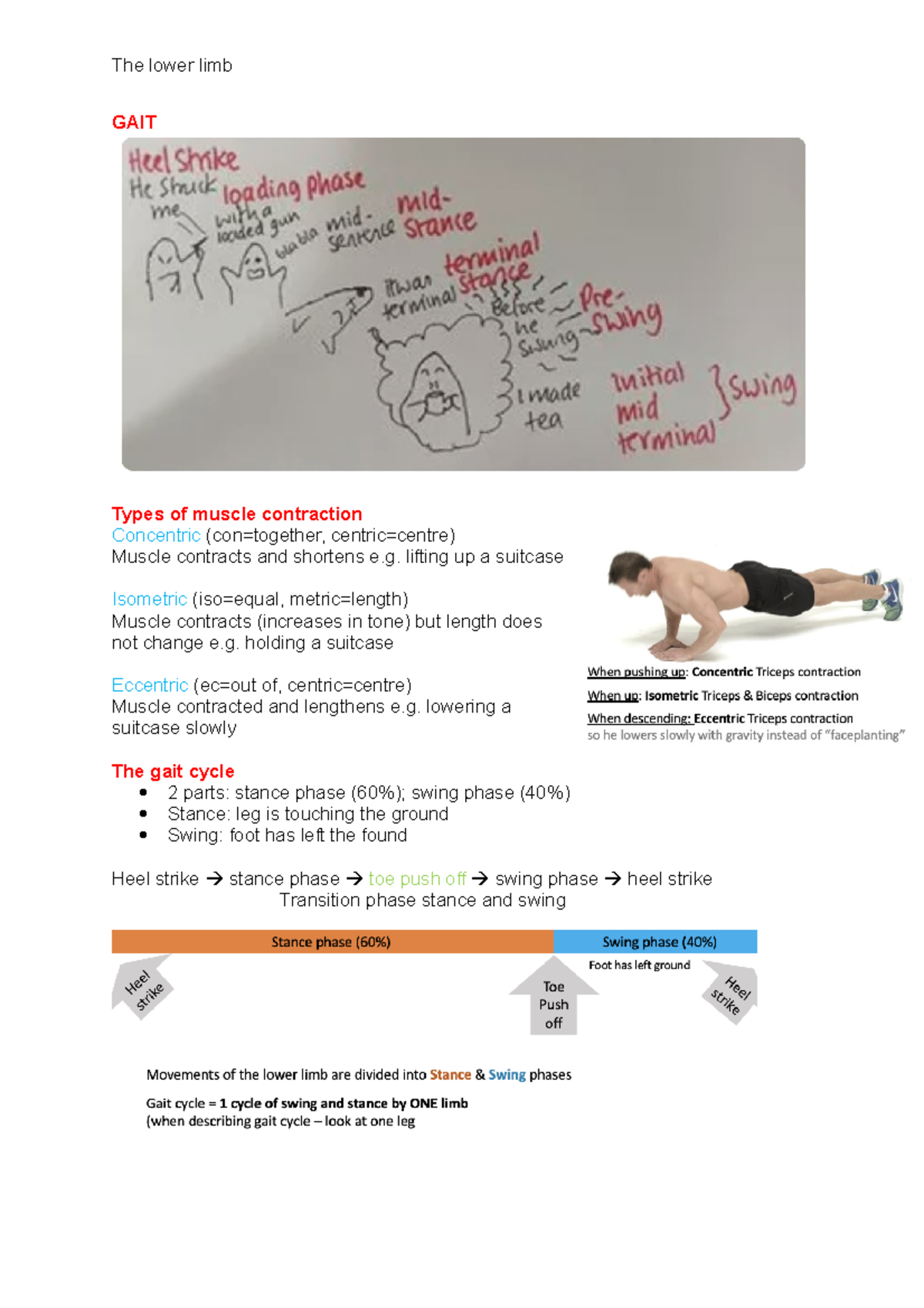 Gait - Gait - The lower limb GAIT Types of muscle contraction ...