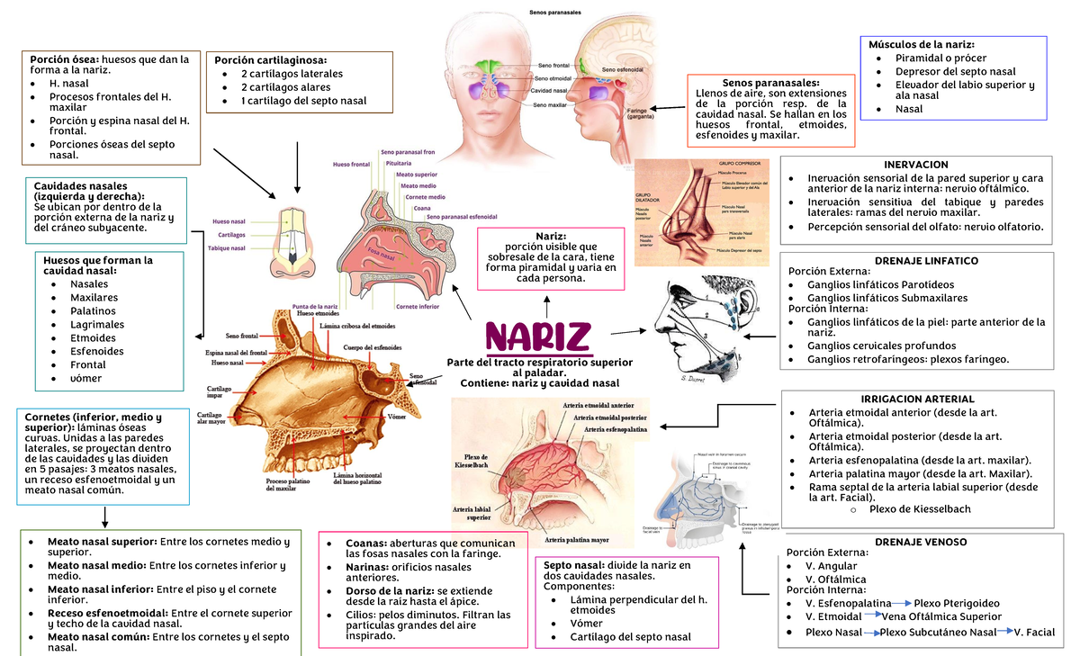 Nariz - DRENAJE VENOSO Porción Externa: V. Angular V. Oftálmica Porción Interna: V ...