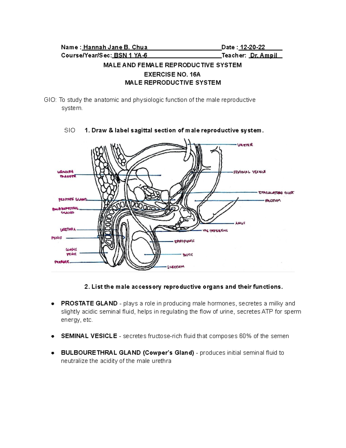 ANPH 111 Lab Exercise 16 Reproductive System - Name : Hannah Jane B ...