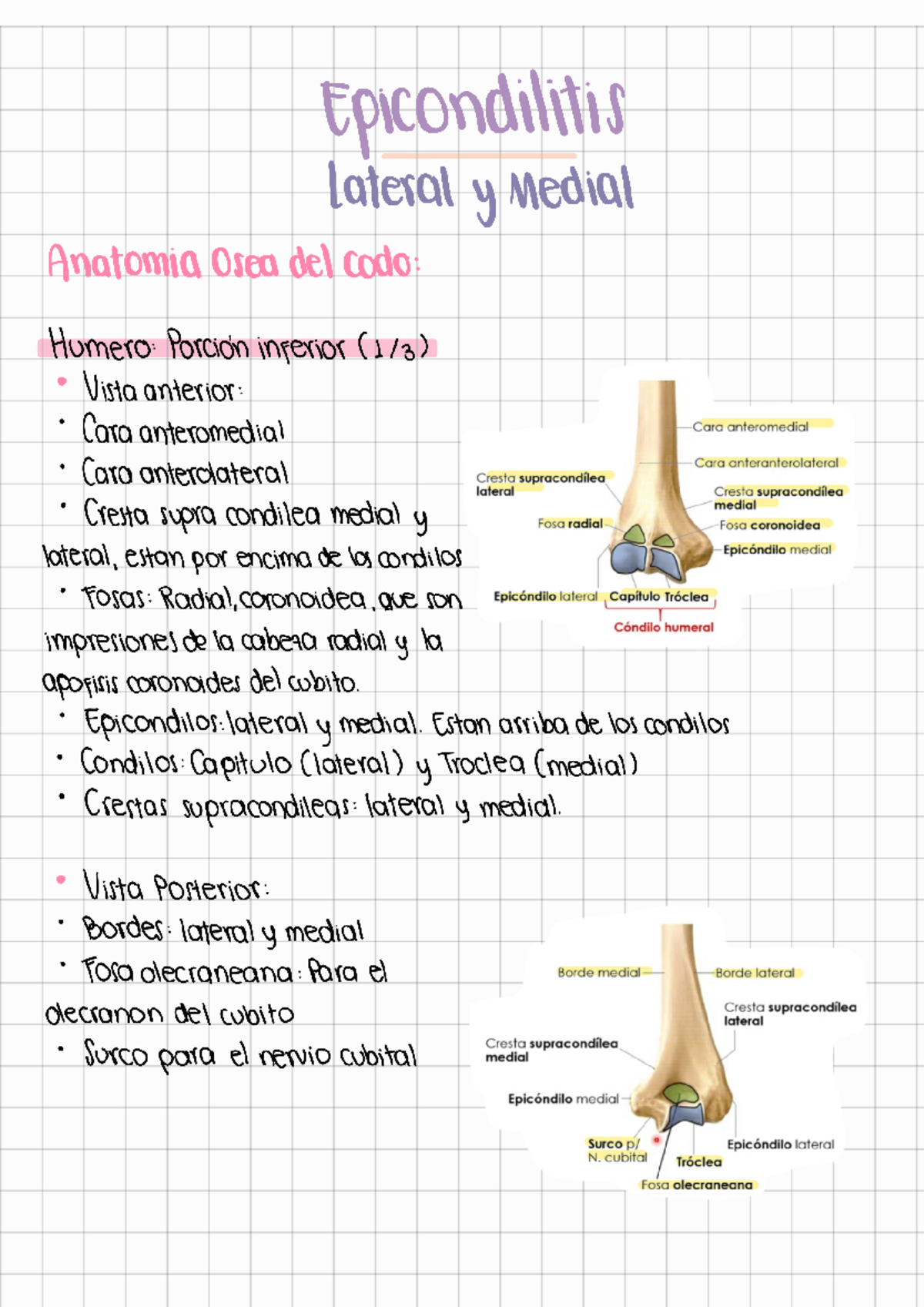4 Anatomia del codo y epicondilitis 230927 113332 - Cirúgia ortopedia ...