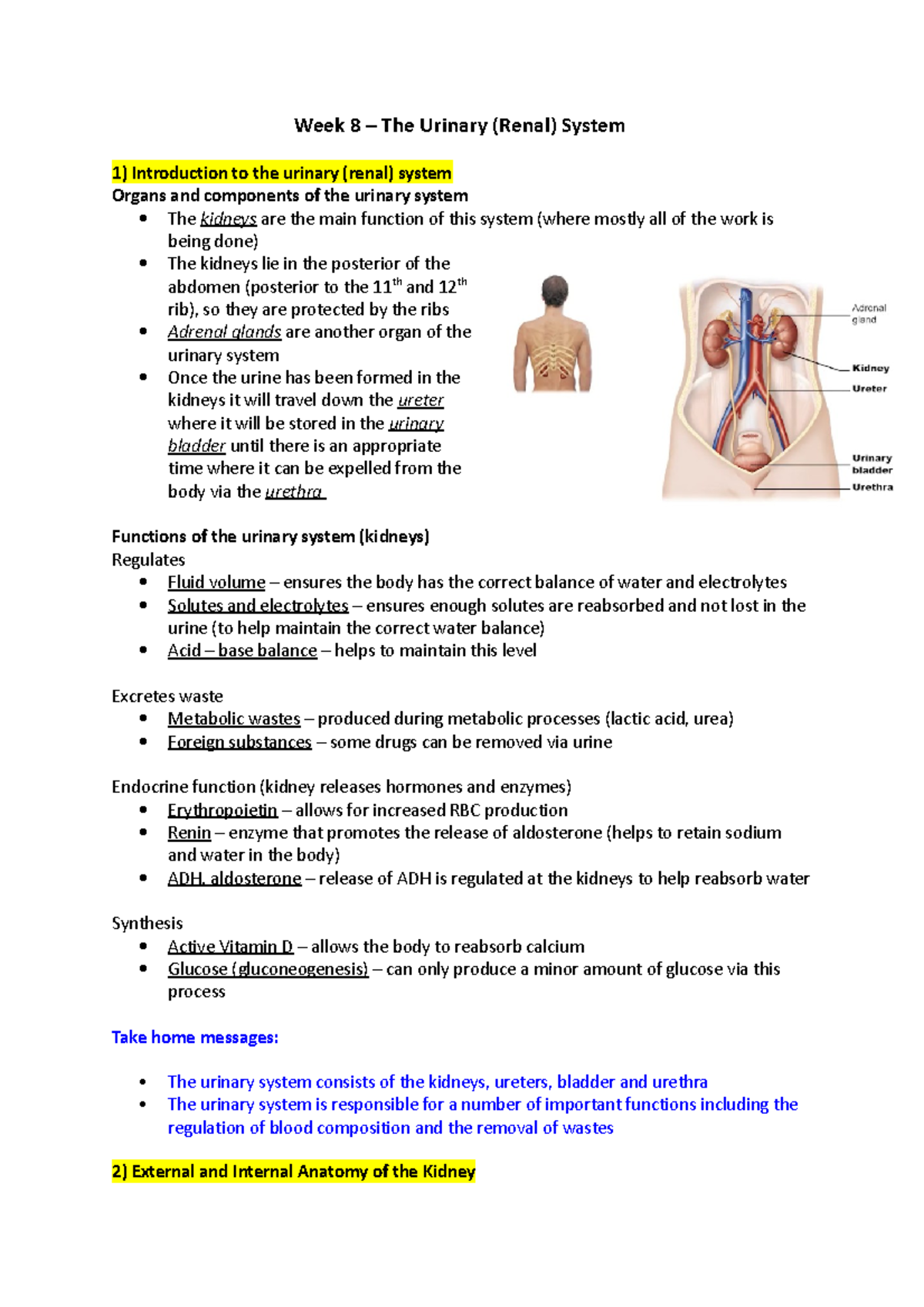 Week 8 – The Urinary (Renal) System - BIOL 101 - UNC Chapel Hill - Studocu