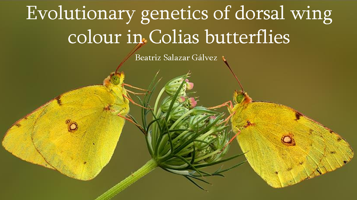 Evolutionary genetics of dorsal wing color in Colias butterflies ...