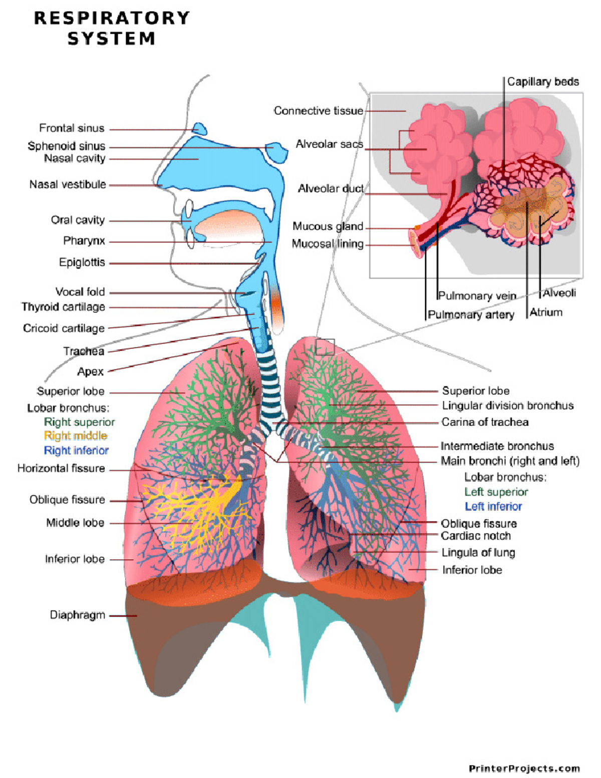 Respiratorysystem - Study Guide for exams - RESPIRATORY SYSTEM ...