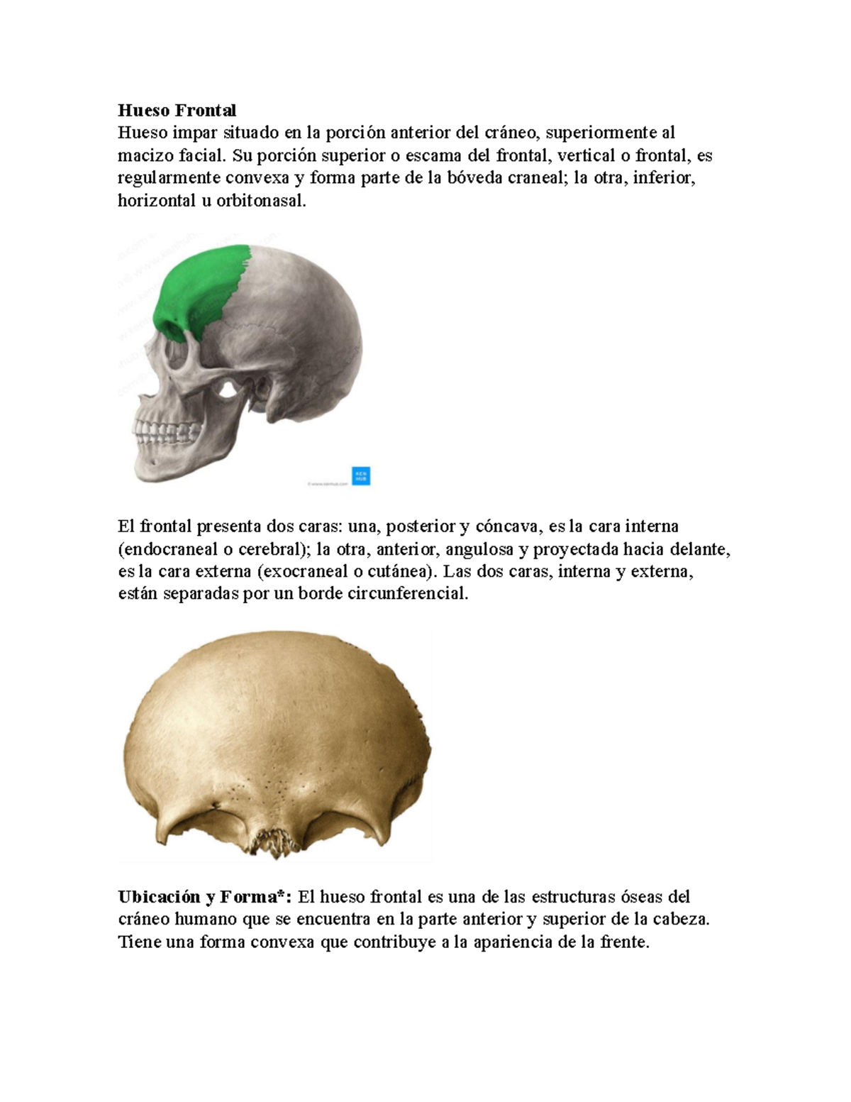 Hueso Frontal - Hueso Frontal Hueso impar situado en la porción ...