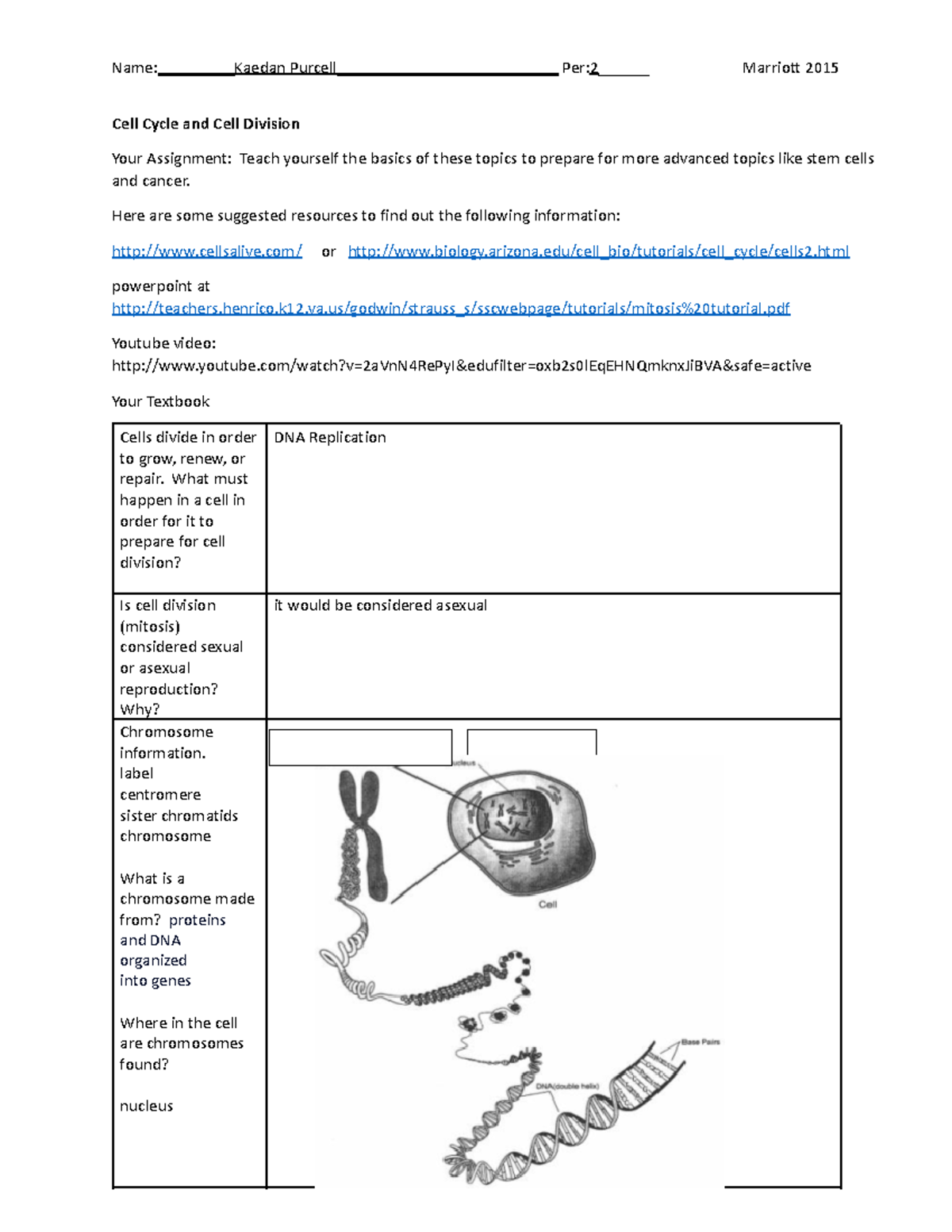 Copy of Cell Cycle and Cell Division student notes worksheet - Cell ...