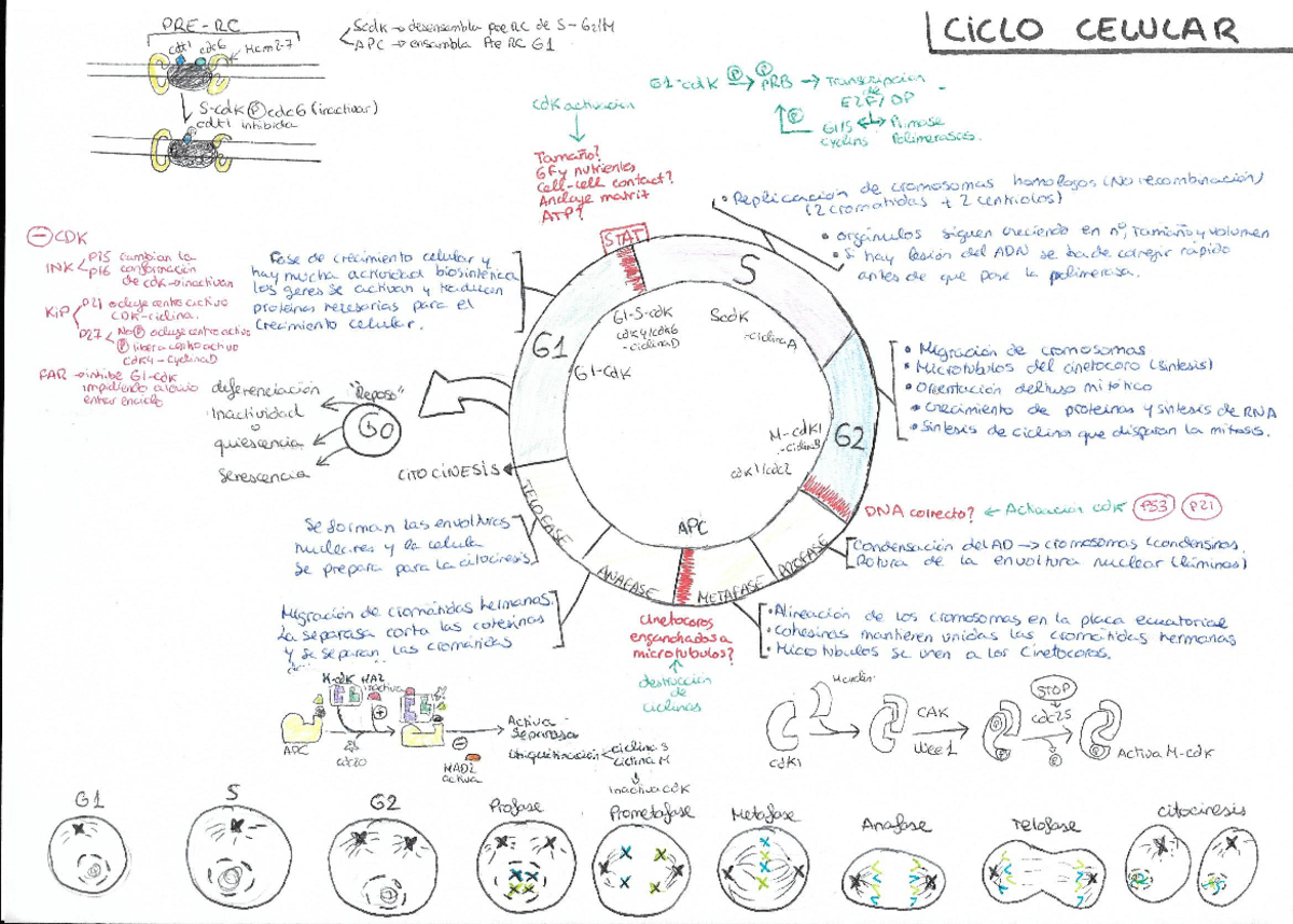 Esquema- ciclo celular y regulación del ciclo - _ ck. 7 . 9: ZIH CE LOU ...